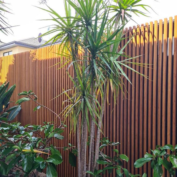 Bamboo Screens | Eco Greenhaus
